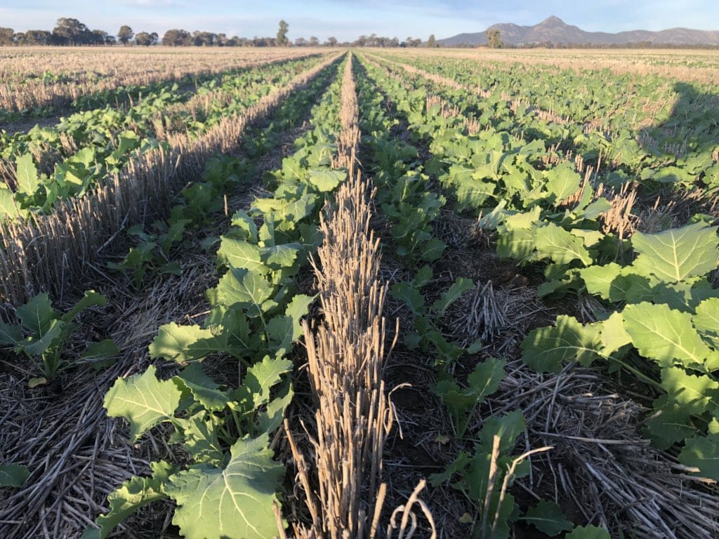 Dry puts downside in canola tonnage forecast, upside in prices - Grain ...