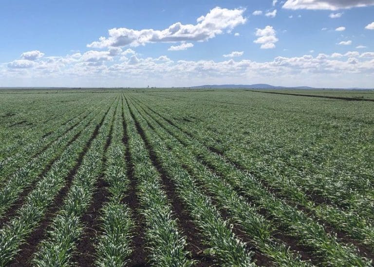 Feedgrain Focus: CQ wheat guides new-crop pricing - Grain Central