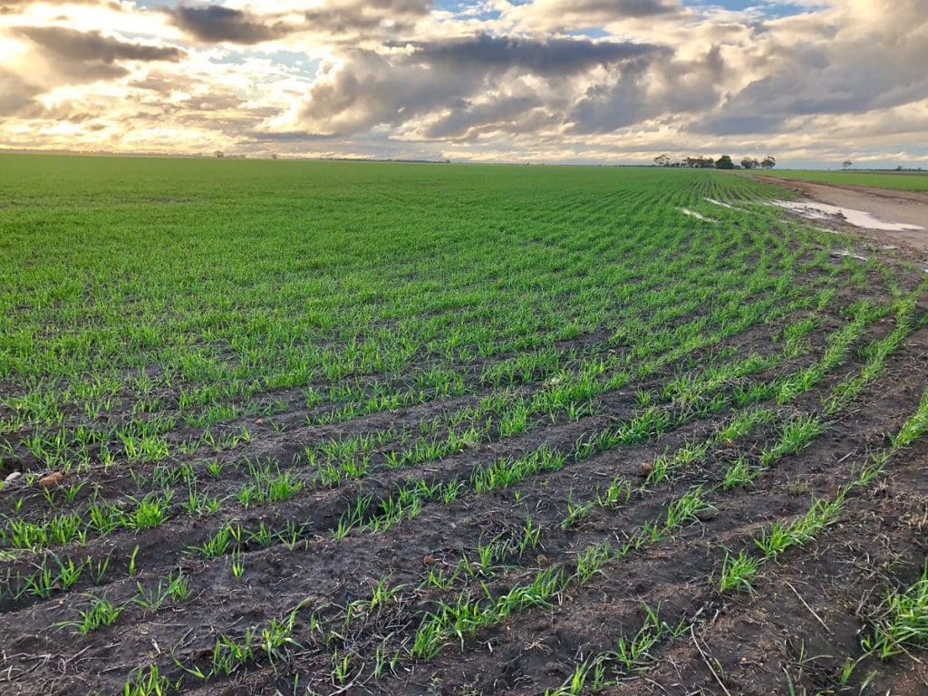 Feedgrain Focus: Diverging seasons split wheat, barley market - Grain ...