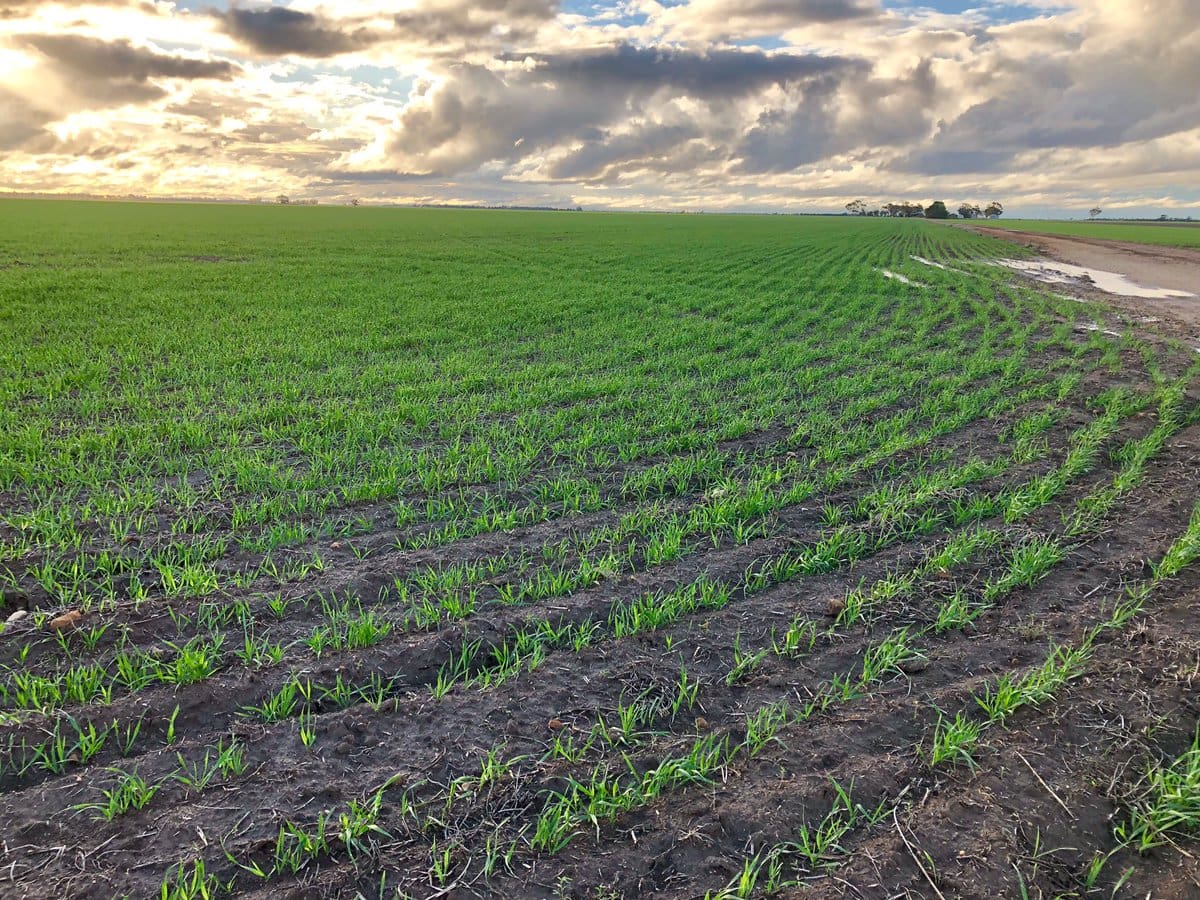 Feedgrain Focus: Diverging seasons split wheat, barley market - Grain ...