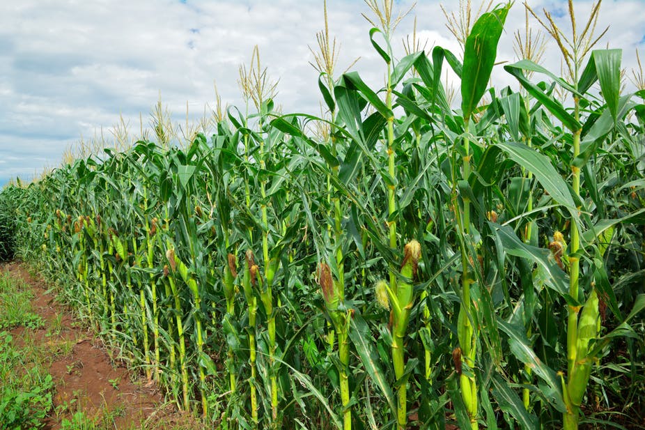 Seven point Recipe For Maize Yield Success Grain Central Seven point Recipe For Maize Yield Success Grain Central
