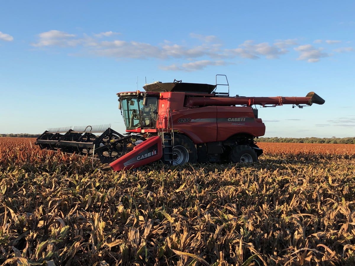 Feedgrain Focus: Prices drop $10/tonne on US softness, WA rain - Grain ...