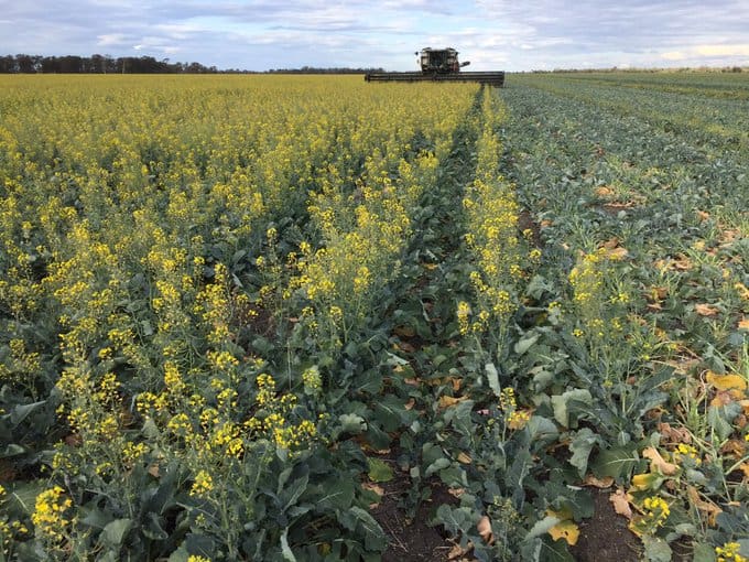 Feedgrain Focus: Trade slows as crunch nears for borderline crops ...