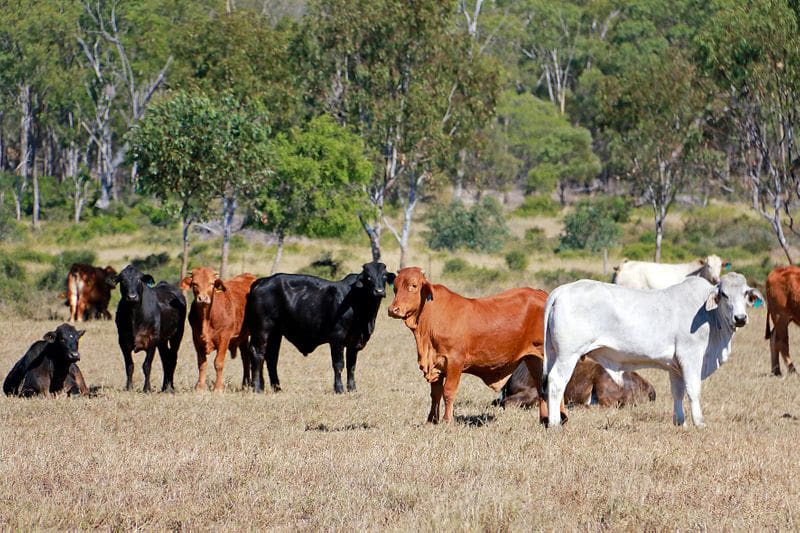 CQ’s Karamarra holds beef, cotton, cropping options - Grain Central
