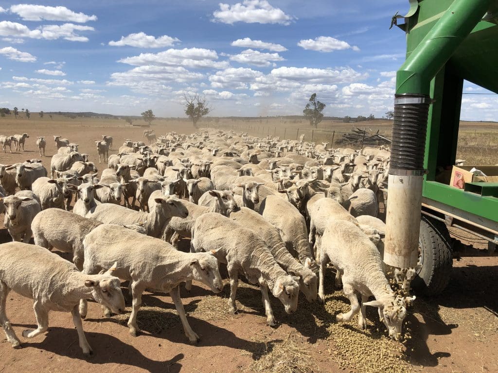 WA, SA sheep nuts help counter impact of NSW drought - Grain Central