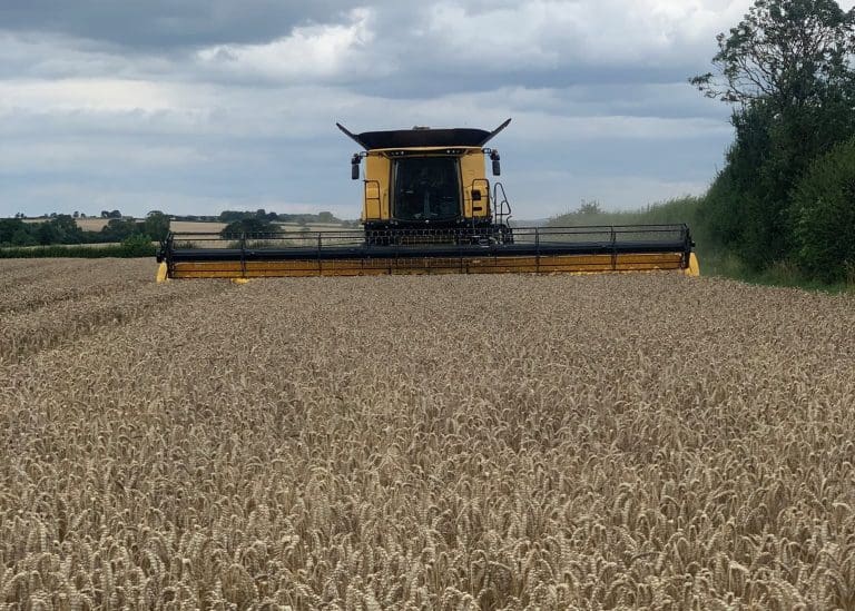 WASDE bearish for wheat on increased US yields: Rabobank - Grain Central