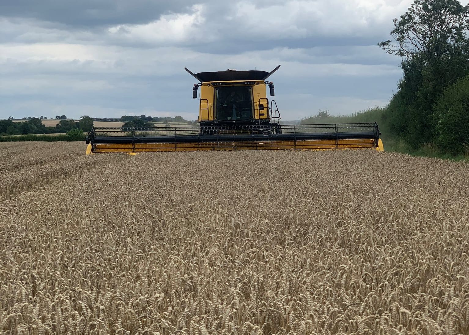 WASDE bearish for wheat on increased US yields: Rabobank - Grain Central