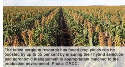 Sorghum yield gains on offer for northern growers - Grain Central