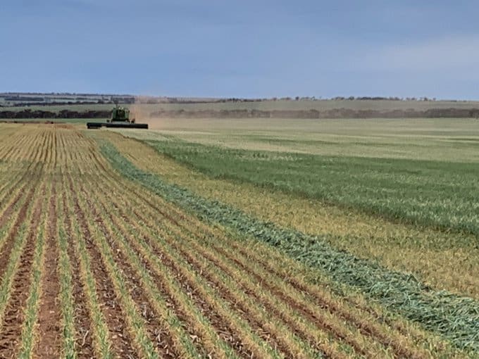 Feedgrain Focus: Prices firm as thin crops turn to hay - Grain Central