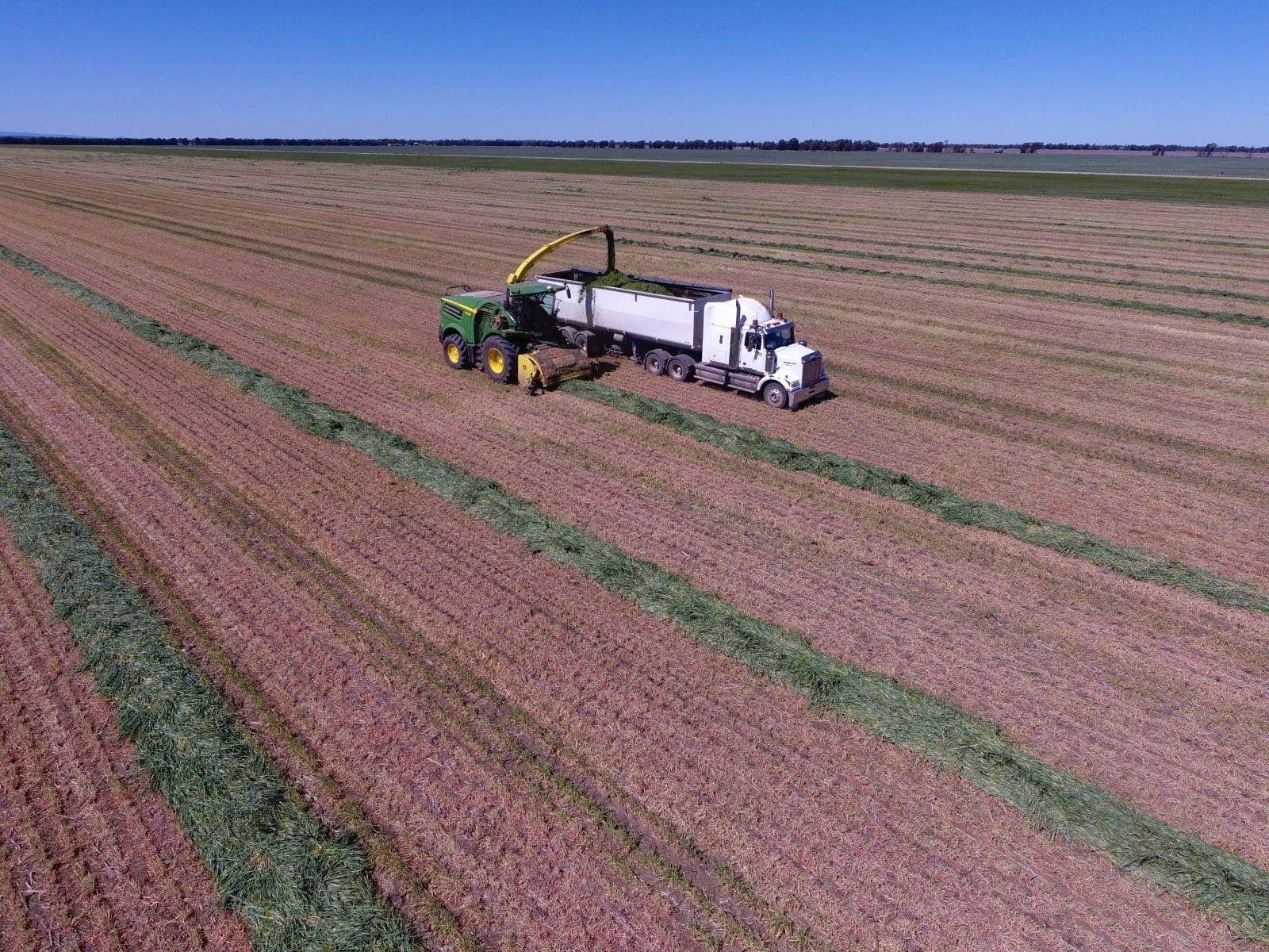 Silage scramble abates as focus turns to summer slot - Grain Central