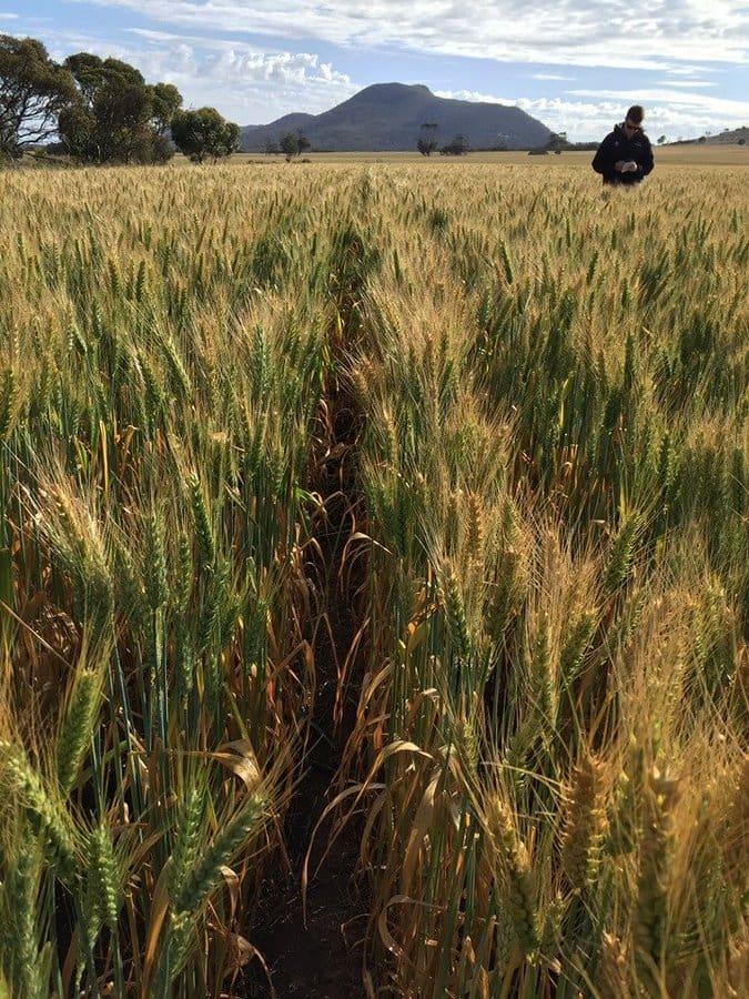 Feedgrain Focus: Prices ease as southern crops consolidate - Grain Central