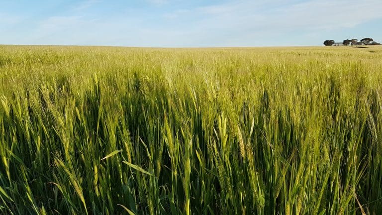 Feed barley exports dwindle in August, malting doubles: ABS - Grain Central
