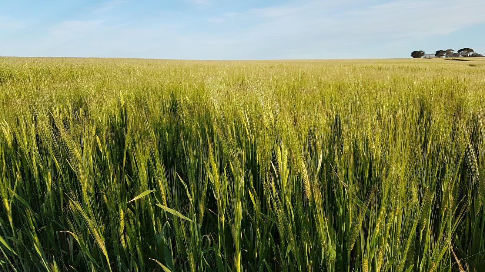 Feed barley exports dwindle in August, malting doubles: ABS - Grain Central