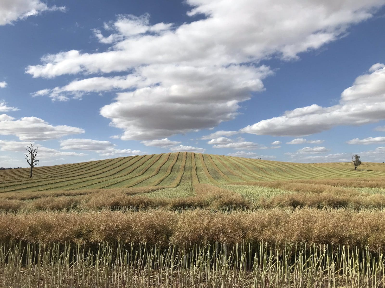 Sheep-fodder value shrinks NSW canola as seed hits market - Grain Central