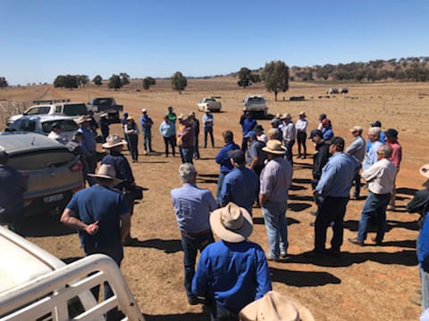 Sheep confinement pens, lot-feeding gain traction in drought - Grain ...