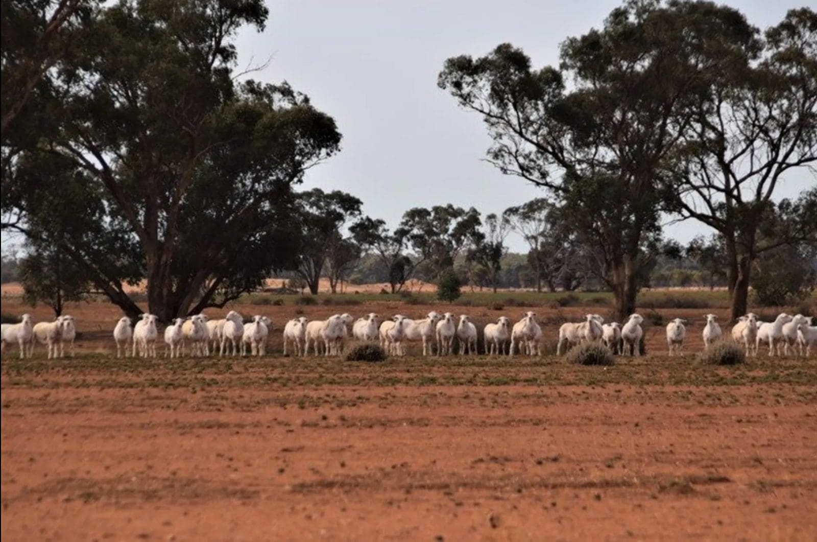 Intensive sheep-feeding operation offers scale, scope - Grain Central