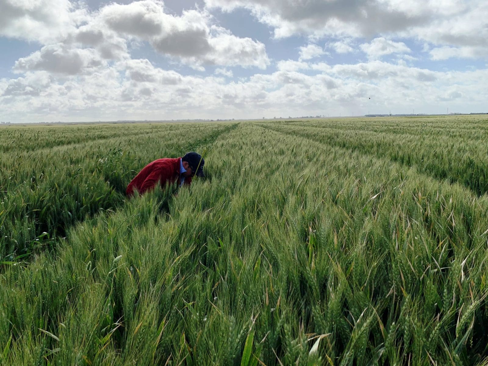 Feedgrain Focus: Southern rain lifts prompt prices - Grain Central