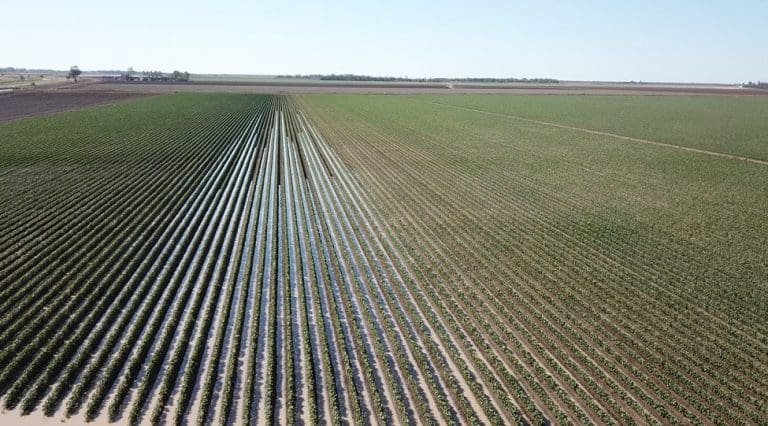 Bankless, siphonless irrigation makes every drop count - Grain Central