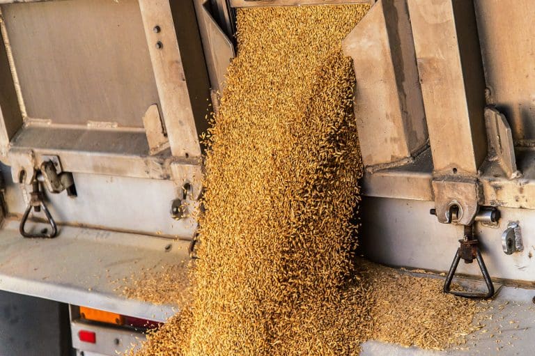 Malt from cool coastal South Australia in hot demand - Grain Central