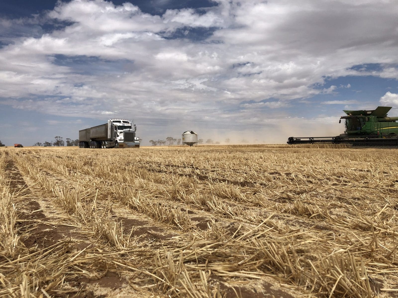 Feedgrain Focus: Wait for wheat lifts prices - Grain Central