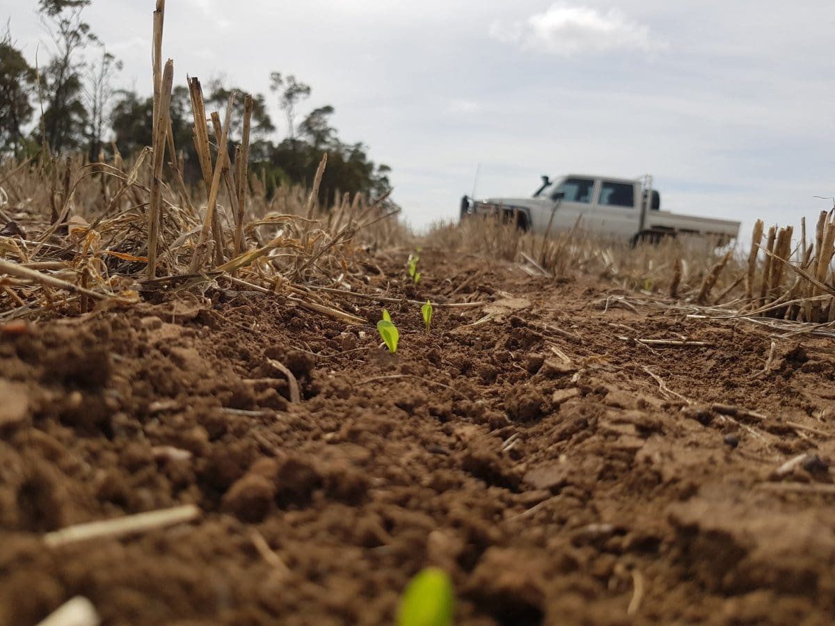 Feedgrain Focus: Values hold on patchy rain, firm offers - Grain Central