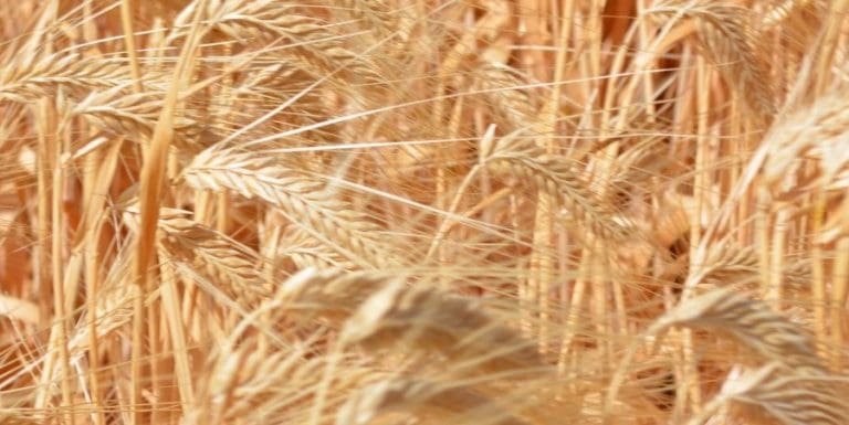 New barley variety to conquer WA grainbelt - Grain Central