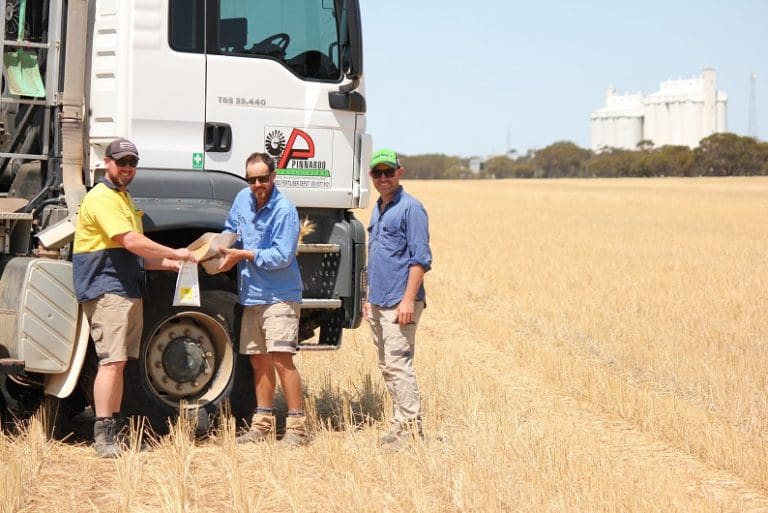 Nutrient removal data helps Mallee growers fine-tune fertiliser - Grain ...