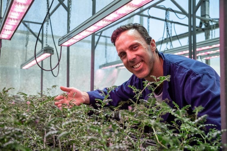 High-speed seed breeding raises pulse rate - Grain Central
