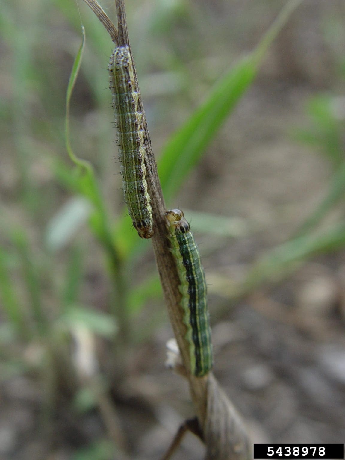 Fall armyworm here to stay - Grain Central