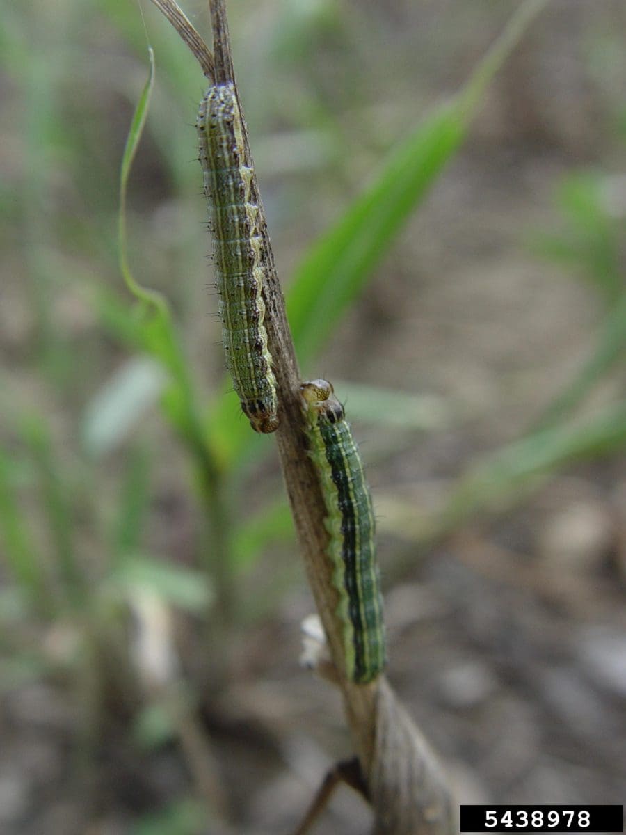 Fall armyworm here to stay - Grain Central