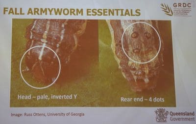 Fall armyworm incursion moves to management phase - Grain Central