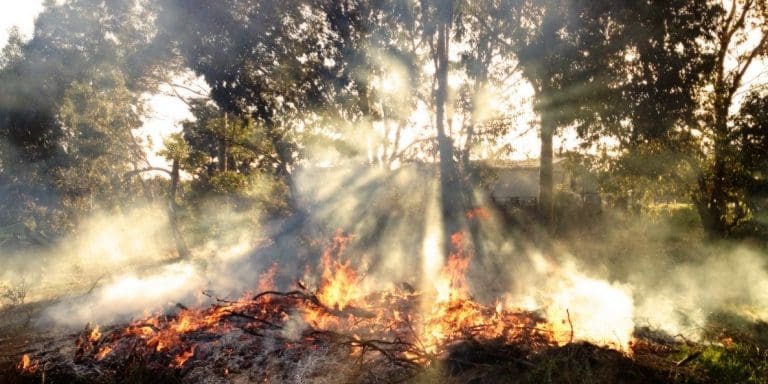 Scientists uncover how invasive plants gain a head start after fire ...
