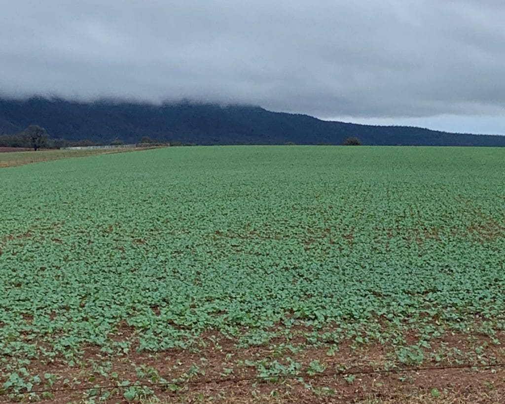 Forecast rain prompts hopes for big early canola planting - Grain Central