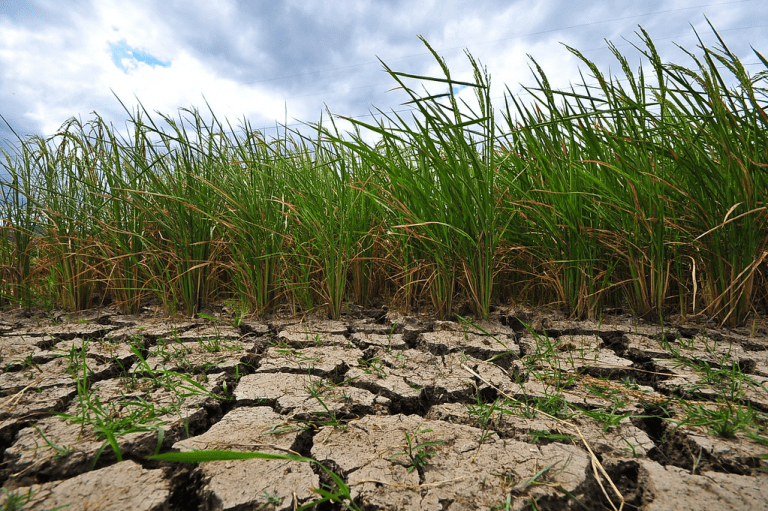 Rice bellwether of COVID-19 threat to vulnerable: AMIS - Grain Central