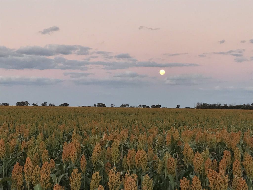 Feedgrain Focus: Domestic shorts lift nearby wheat - Grain Central