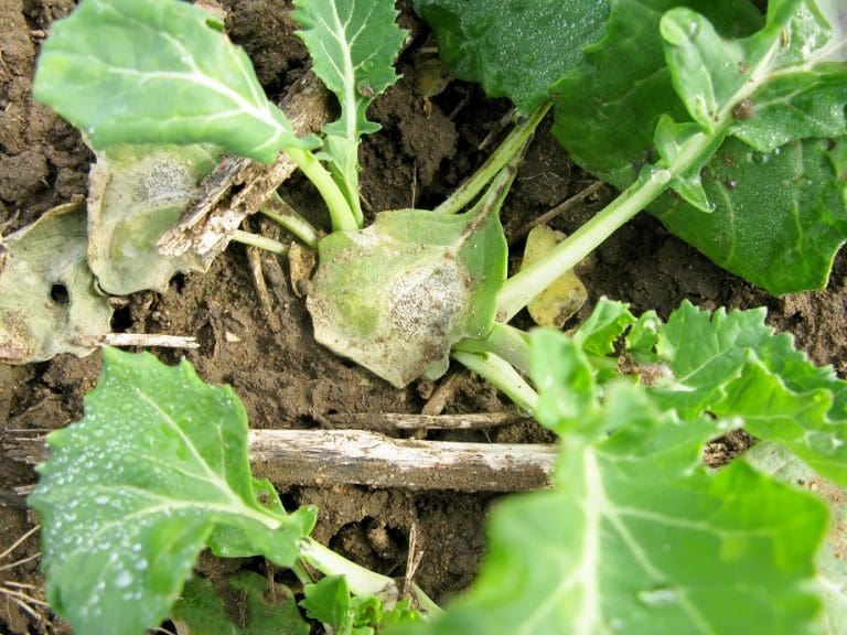 Early-sown canola may escape blackleg disease - Grain Central