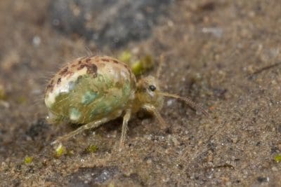 No evidence of resistance in lucerne flea - Grain Central