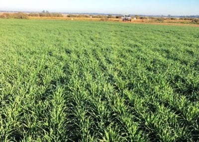 Feedgrain Focus: Barley firms after China announcement - Grain Central