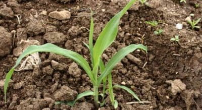 Plant gene discovery could boost phosphorus intake - Grain Central