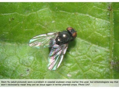 Soybean disease, pest precautions urged ahead of winter planting ...