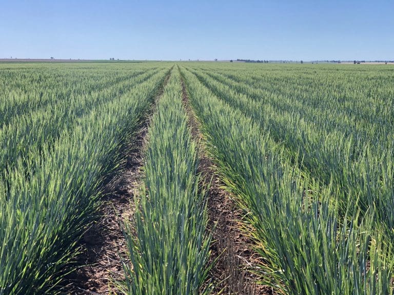 Feedgrain Focus: Barley firms as FOT market winds down - Grain Central