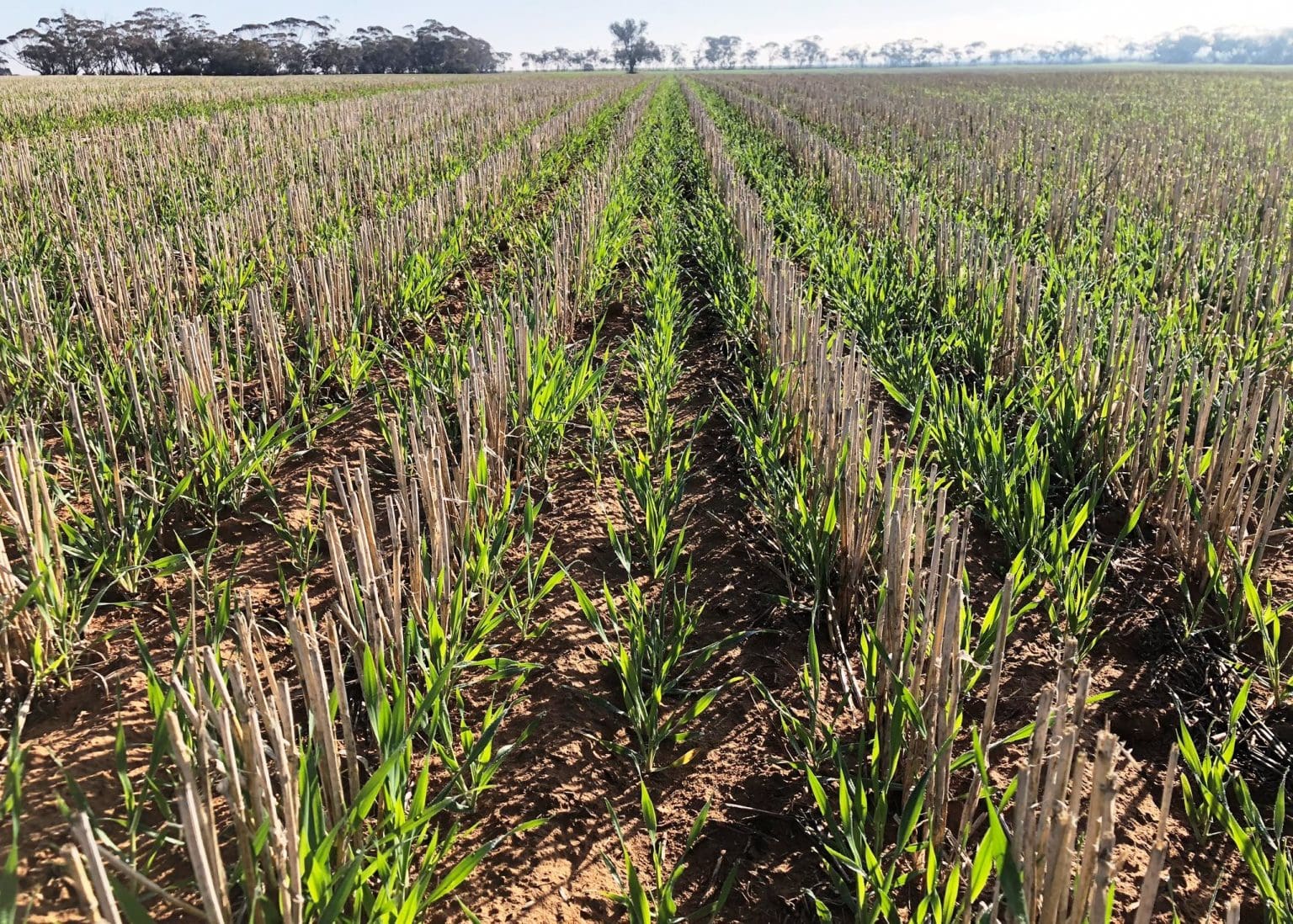 Feedgrain Focus: Prices soften in thin trade - Grain Central
