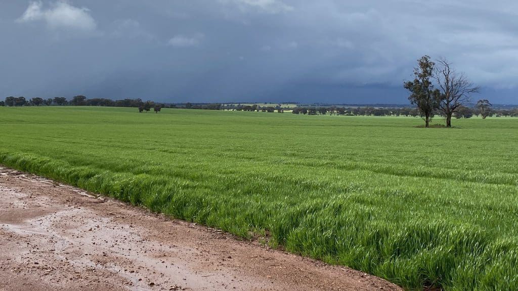 Feedgrain Focus: Prices drop on sell-side pressure - Grain Central