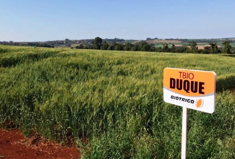 Brazilian wheat production up as Argentinian exports shaved - Grain Central