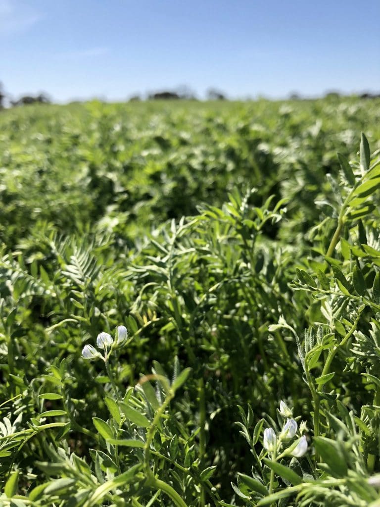 Pulse Australia forecasts major crops at 2.63Mt - Grain Central