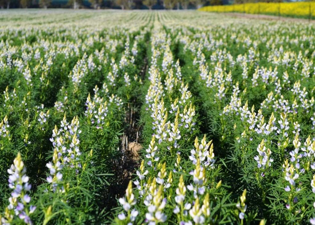 Pulse Australia forecasts major crops at 2.63Mt - Grain Central