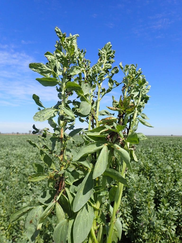Second virus suspected in faba bean disease outbreak - Grain Central
