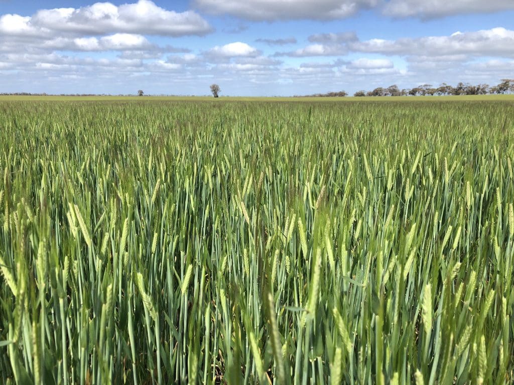 ABARES lifts national wheat, barley, canola forecasts - Grain Central
