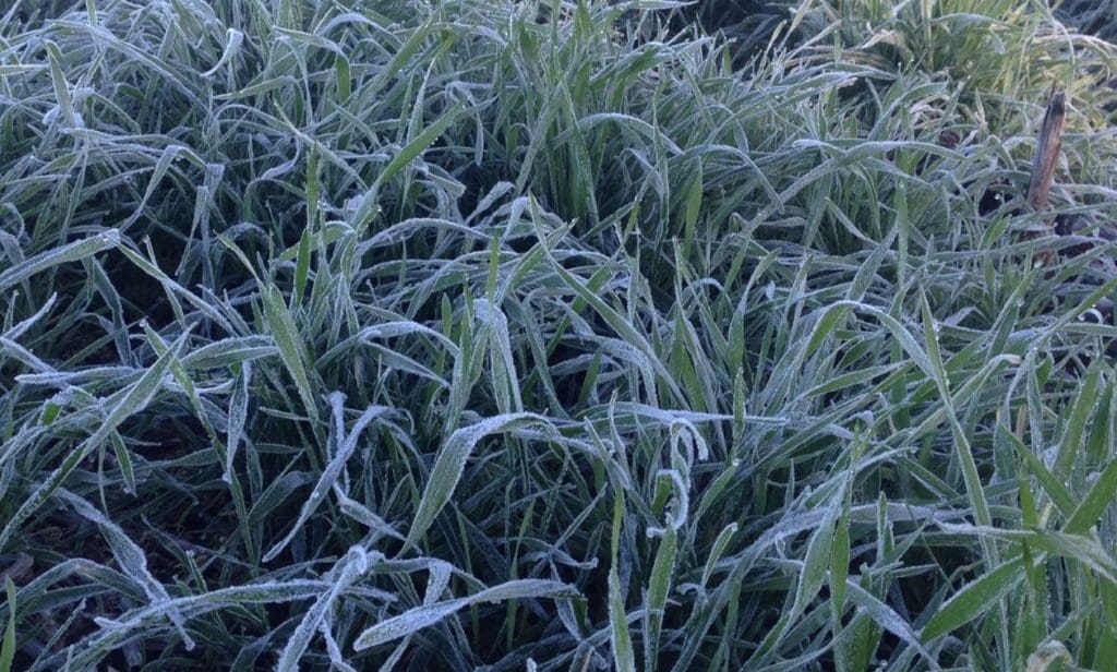 Frost "touches up" crops in eastern, southern growing areas - Grain Central