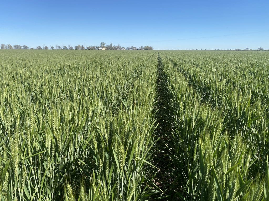 Nine wheat varieties enter, 10 depart WQA Master List - Grain Central